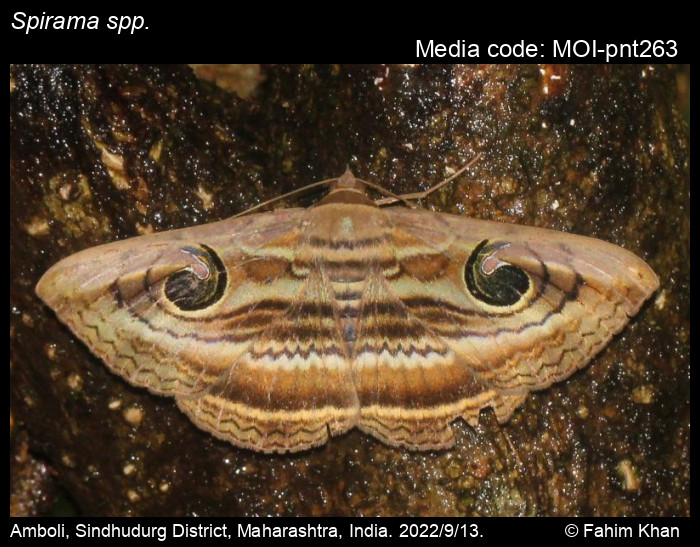 Spirama spp. | Moths